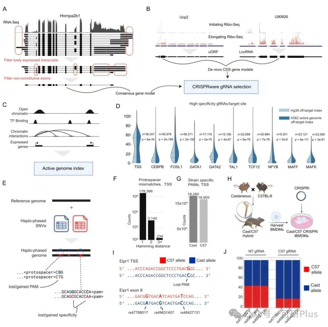 重磅！CRISPRware实现等位基因特异性gRNA设计，精准编辑再进一步！ - 知乎