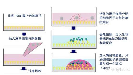 初步认识Elispot，原理及应用实例 - 知乎