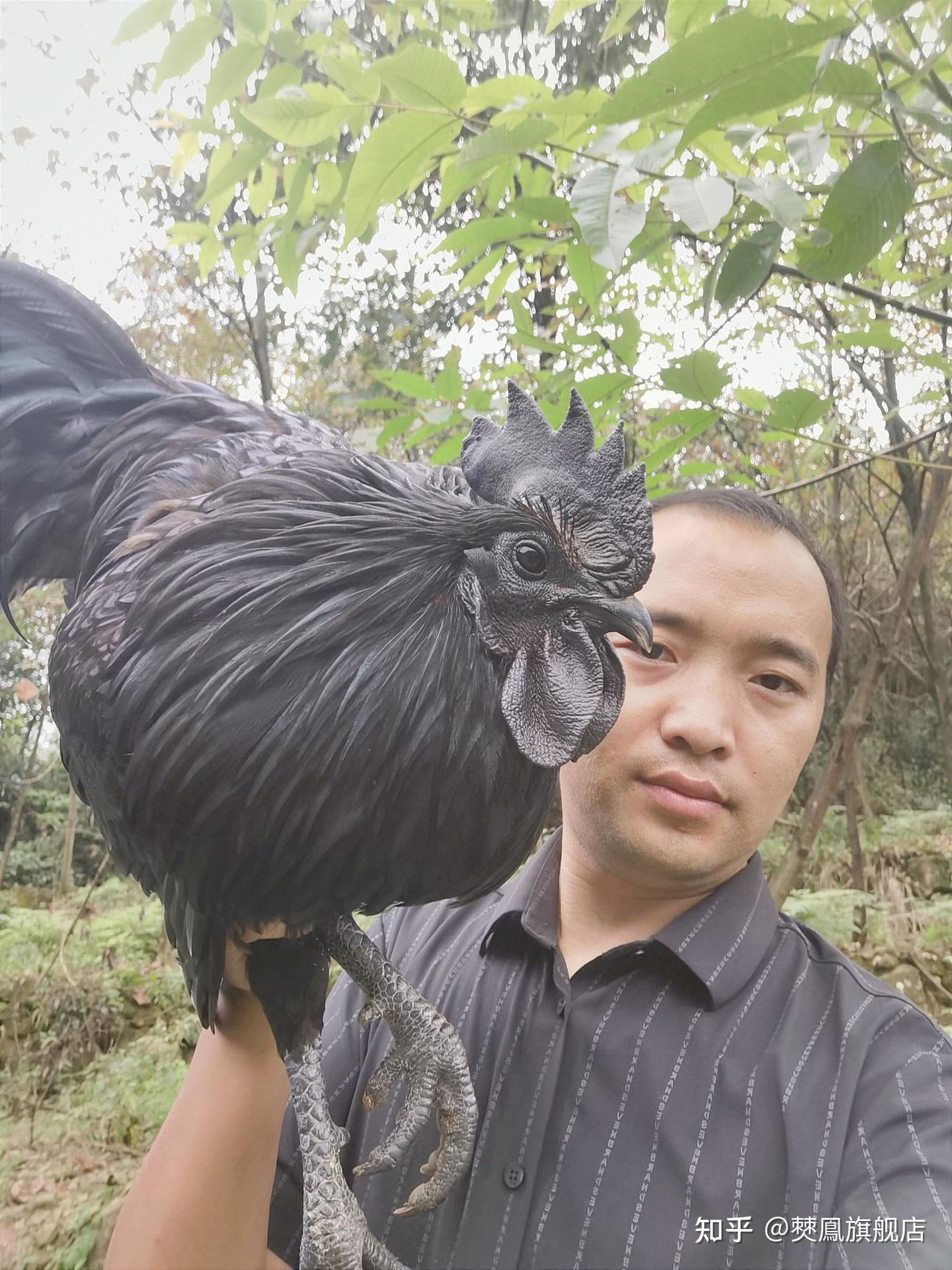 僰鳯乌骨鸡 - 知乎
