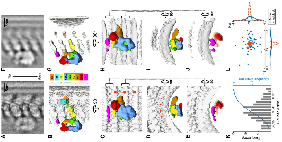 PNAS︱周正洪课题组解析水疱性口炎病毒聚合酶复合物的原位结构 - 知乎