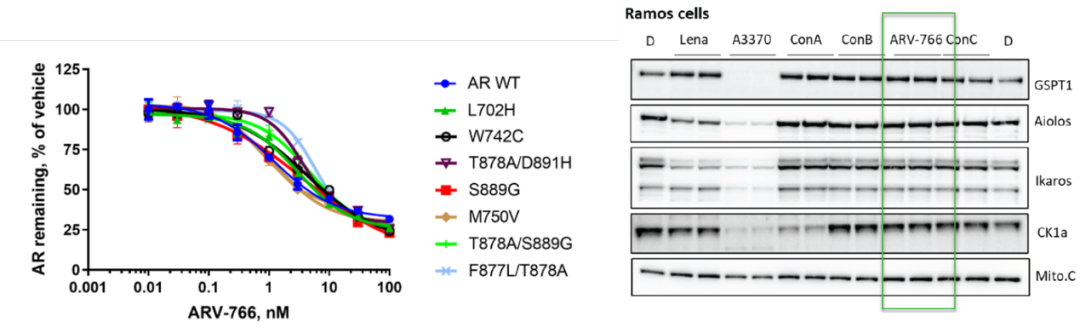 ARV766结构的3处改变使其优先被考虑推至3期临床 - 知乎