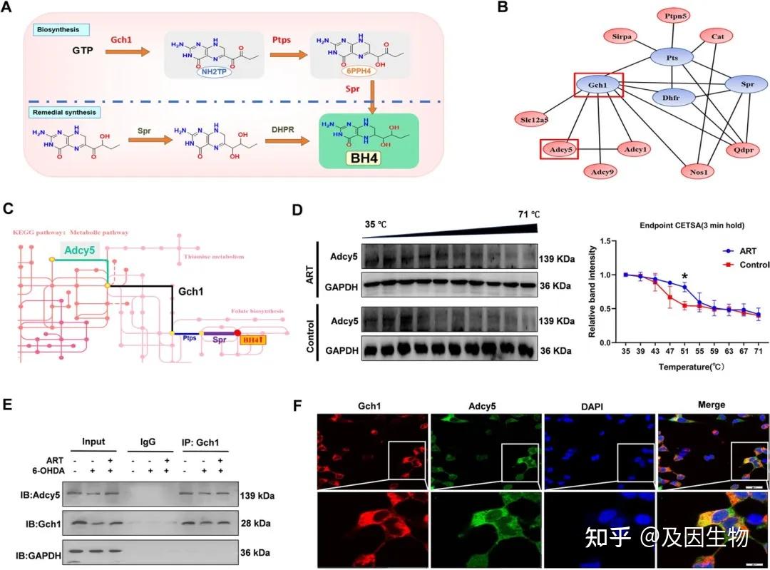Genome Biology丨蛋白组学 + 代谢组学：青蒿素通过激活 Adcy5、升高 BH4，让帕金森大鼠重获运动能力 - 知乎
