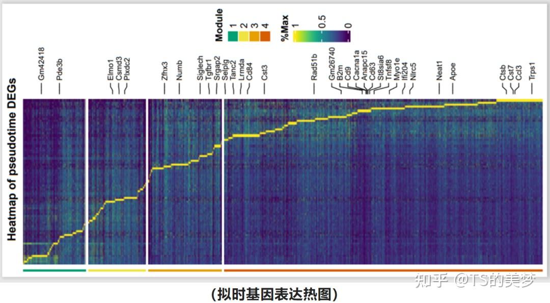 Monocle3个性化分析作图：拟时热图/拟时基因GO分析/拟时基因趋势分析 - 知乎