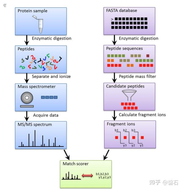 DDA蛋白鉴定I-SEQUEST软件 - 知乎
