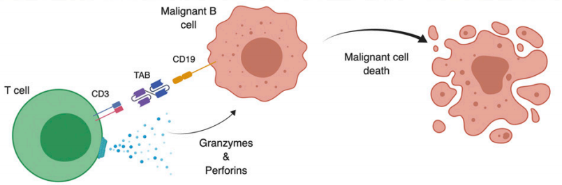 K562-CD19-GFP单克隆细胞系与CD3-CD19（BiTE双抗） - 知乎