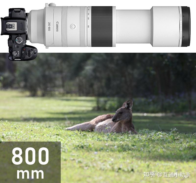 佳能RF200-800mm f/6.3-9 IS USM评测，让你更好了解！ - 知乎