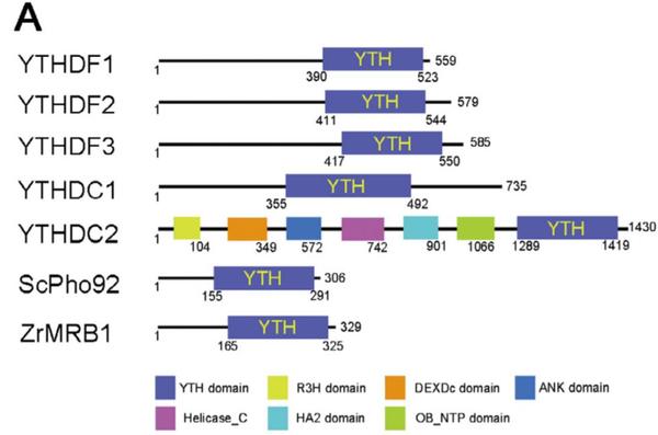 特别推荐 | 凡是过去,皆为序章——m6A结构生物学前沿进展 - 知乎