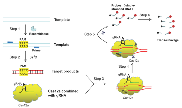 影响因子9.043丨分享一种基于RPA-CRISPR/Cas12a的mcr-1检测方法 - 知乎