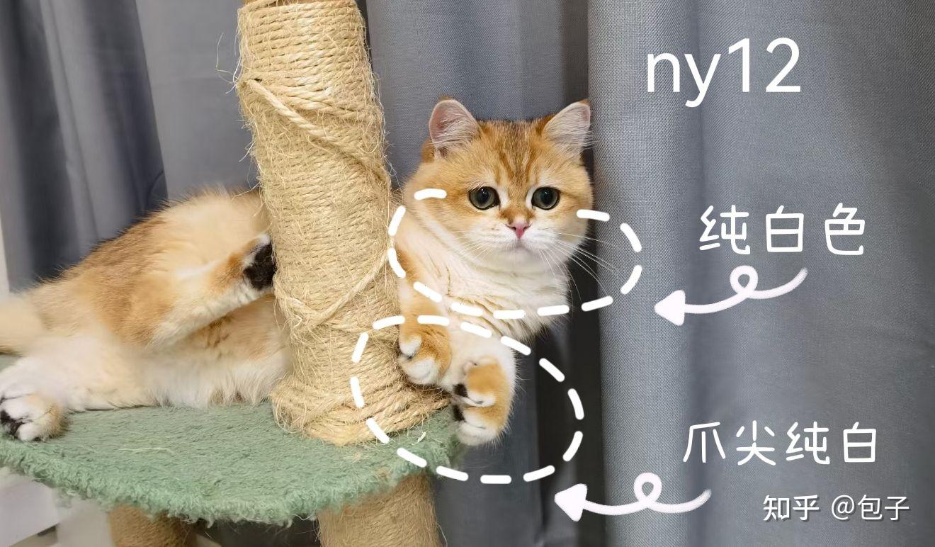 金渐层 | 一分钟教你学会看色号（ny11/ny12/ny25的含义及判断） - 知乎