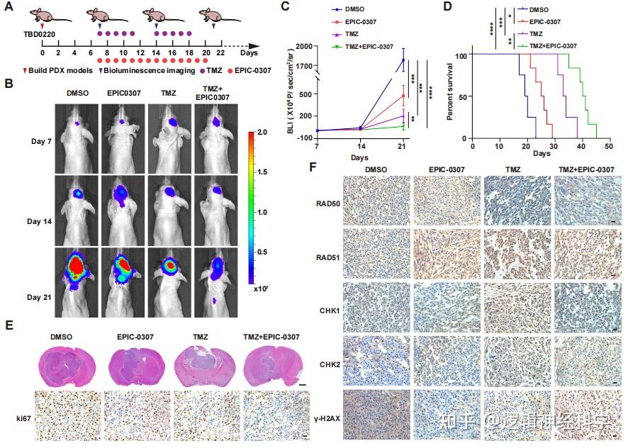 Neuro-Oncol︱天津医科大学康春生团队发现化合物EPIC-0307破坏PRADX-EZH2增敏替莫唑胺治疗胶质母细胞瘤 - 知乎