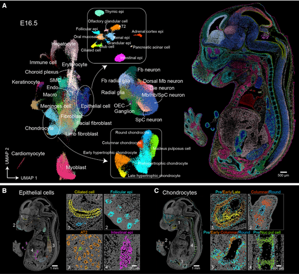 Cell | 华大自研 Stereo-seq揭秘超高分辨率生命全景时空图谱 - 知乎