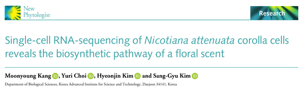 New Phytol | 野生烟草花冠细胞的单细胞RNA测序揭示花香的生物合成途径 - 知乎