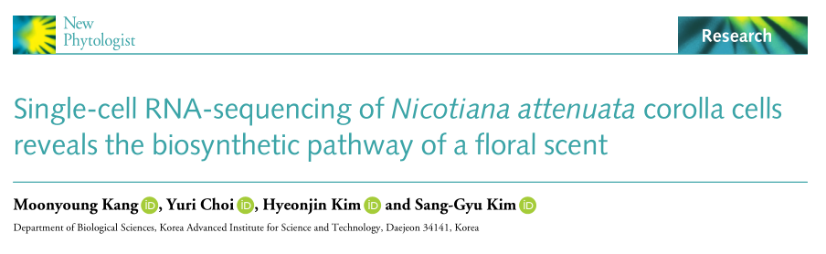 New Phytol | 野生烟草花冠细胞的单细胞RNA测序揭示花香的生物合成途径 - 知乎