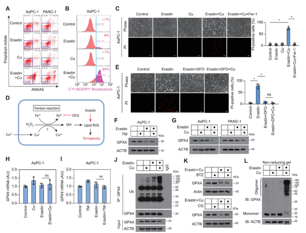 Autophagy︱刘金保/陈鑫团队发现铜促铁死亡新功能 - 知乎