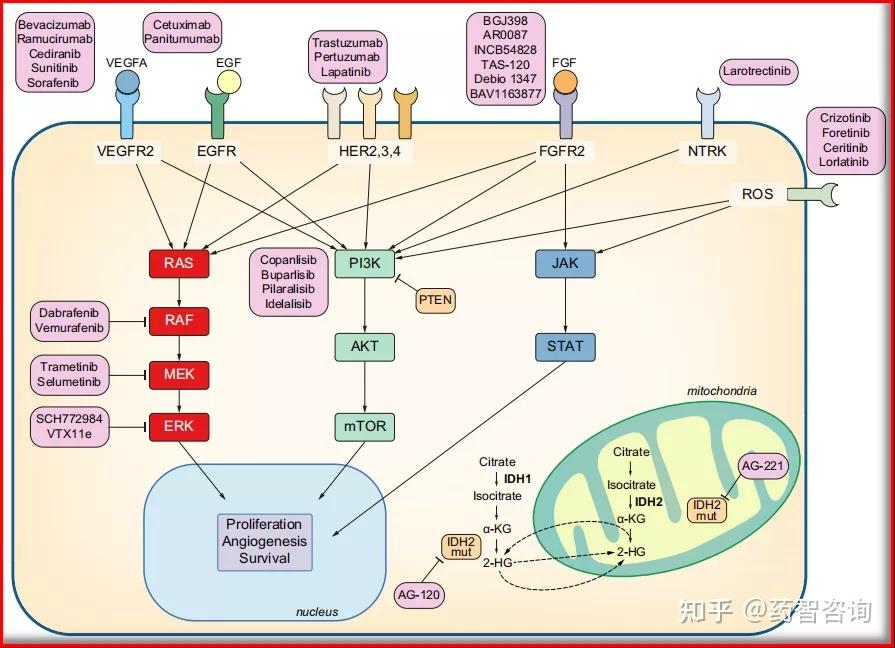 胆管癌治疗现状与新药研发进展！其中FGFR2抑制剂极具潜力，备受关注！ - 知乎