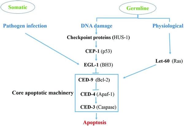 Biomater Sci:西兰花衍生碳量子点的PDT效应在突变秀丽隐杆线虫模型中得到证实 - 知乎