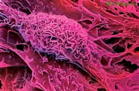 间充质干细胞产品大盘点 - 知乎