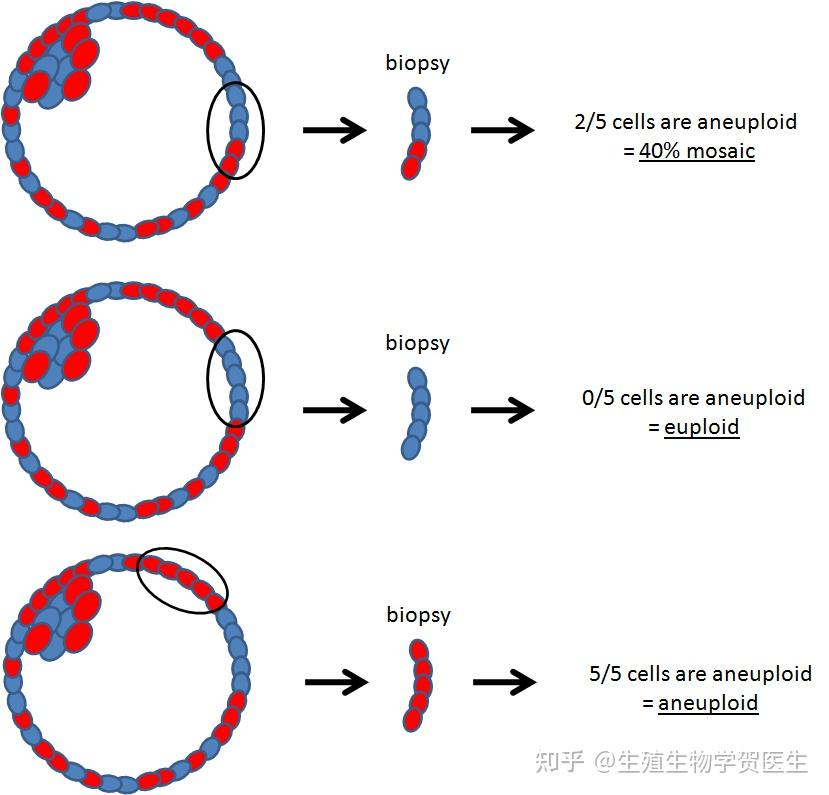 PGS 测试完整指南 (PGT-A) - 知乎