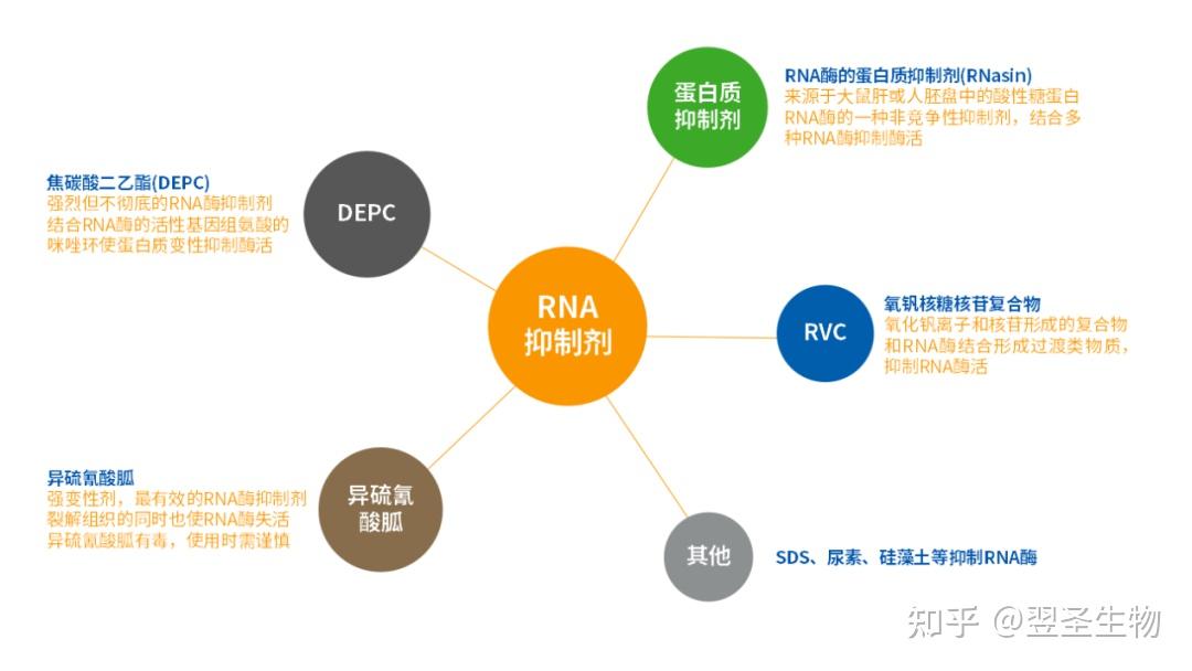 鼠源RNase抑制剂，有效解决RNase污染问题 - 知乎