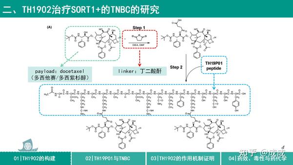 文献解读| TH1902，一种新的多西他赛肽偶联物，用于治疗sortilin阳性的三阴性乳腺癌 - 知乎