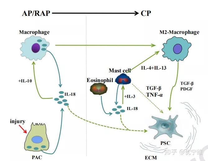 IL-18：免疫细胞因子“新贵” - 知乎