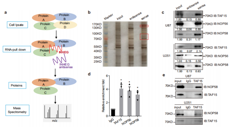 国自然热点：LncRNA的分子机制研究方法 - 知乎
