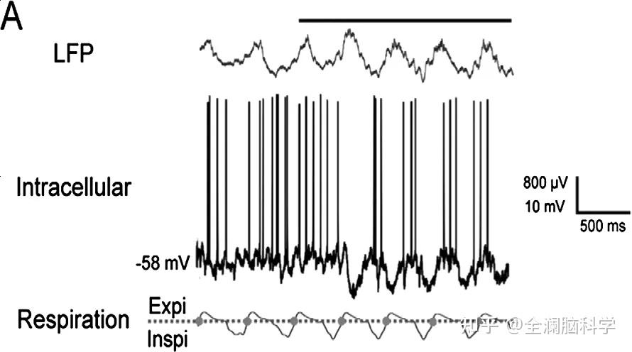 LFP 局部场电位简介（一） - 知乎
