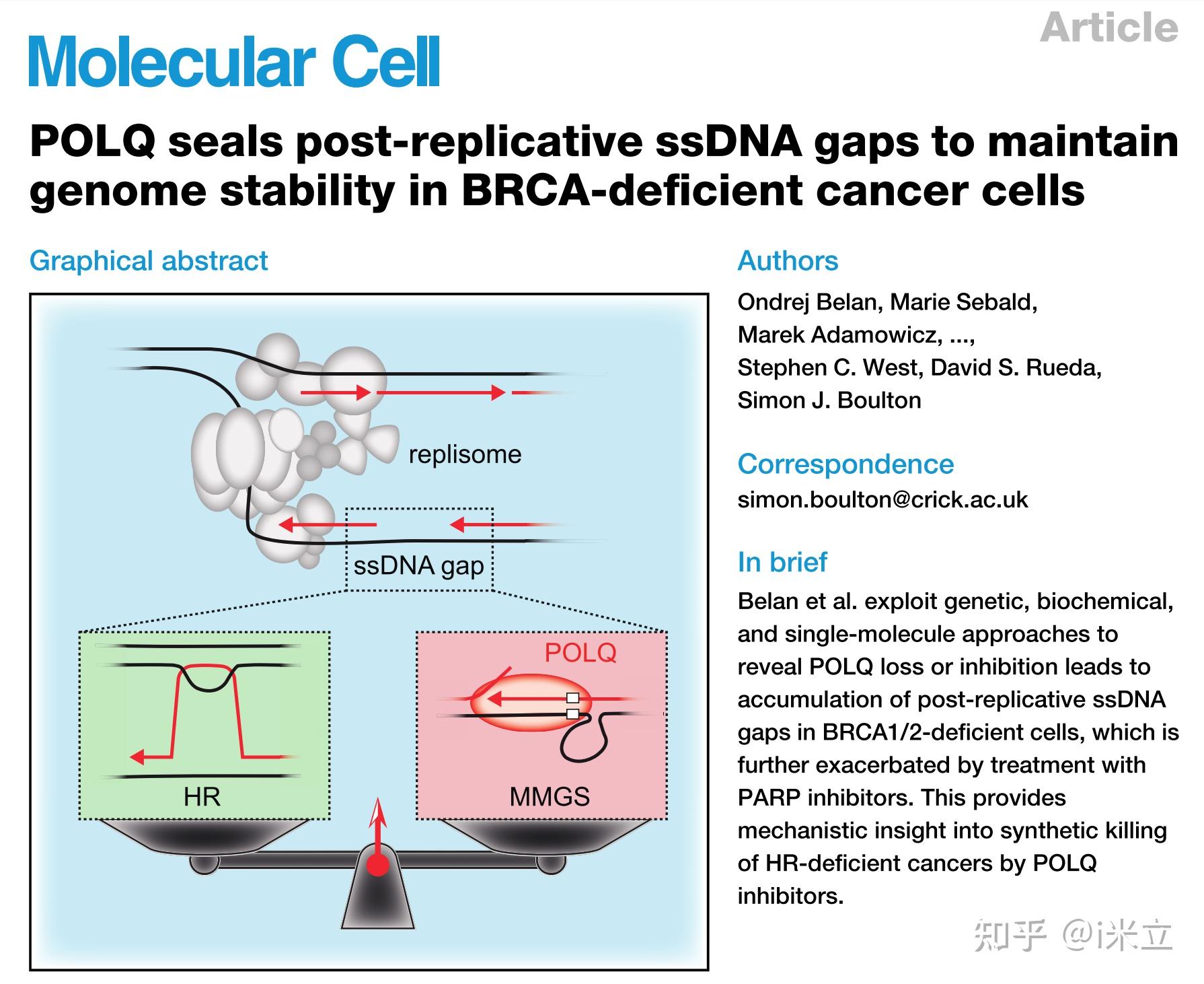 IF:19.328｜POLQ“封条”连接ssDNA缺口维持BRCA缺陷癌细胞基因组的稳定 - 知乎