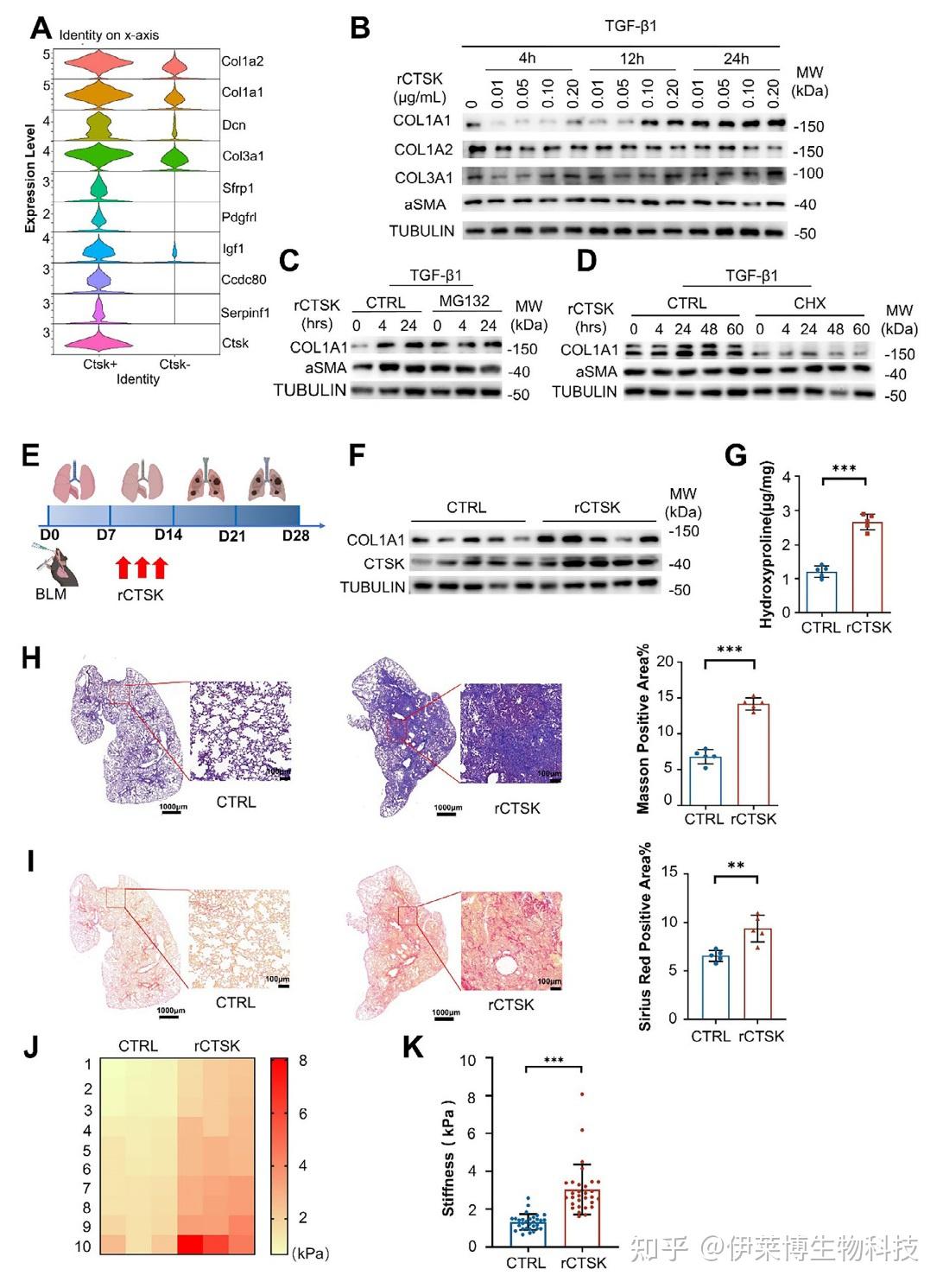 Advanced science最新研究表明： 组织蛋白酶K通过促进成纤维细胞谷氨酰胺代谢和胶原蛋白合成加重肺纤维化 - 知乎