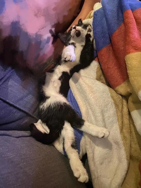 猫为什么可以把自己的身体拉到5倍长，科学家这样说 知乎