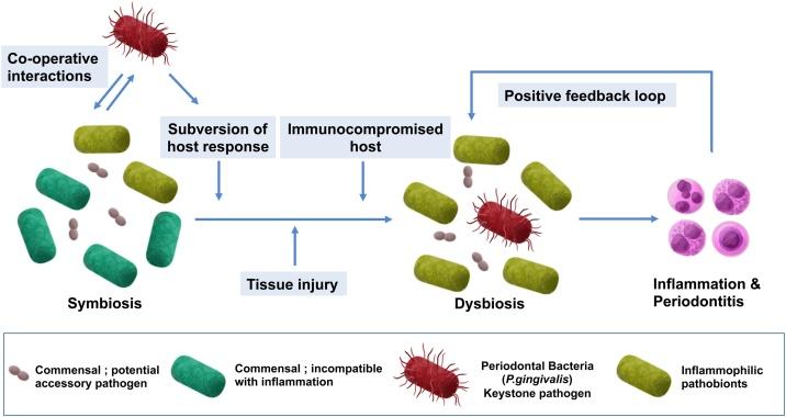 牙周炎牙槽骨破坏机制——牙周细菌与炎症 - 知乎