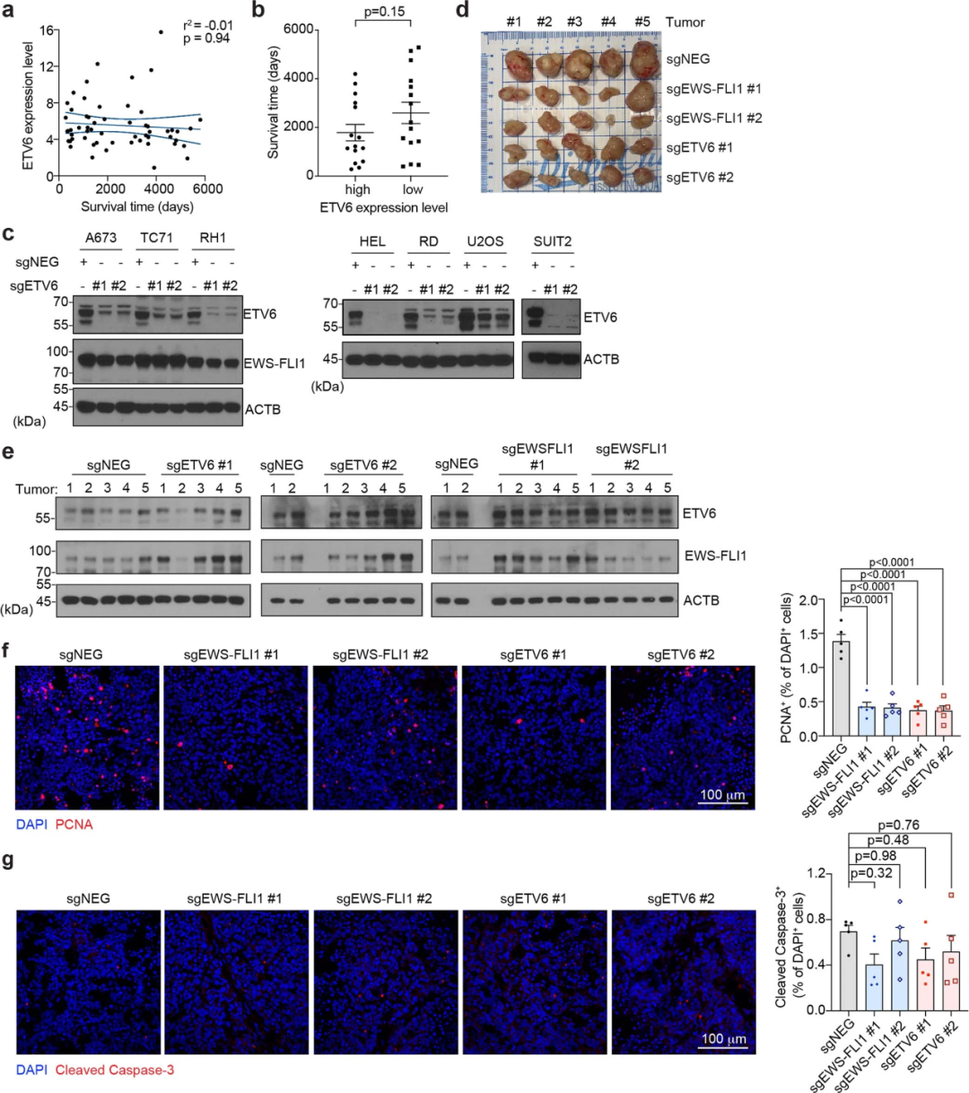 Nat Cell Bio | 免疫与发育关键调节基因ETV6可成为肿瘤治疗靶点 - 知乎