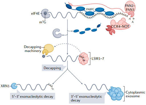 【耀文解读】mRNA poly(A)尾在基因表达调控中的作用 - 知乎