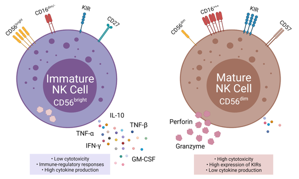 NK细胞丨肿瘤免疫治疗的下一个"顶流"！ - 知乎