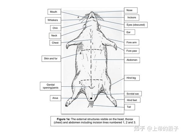 生物解剖学 带你解剖小白鼠 知乎