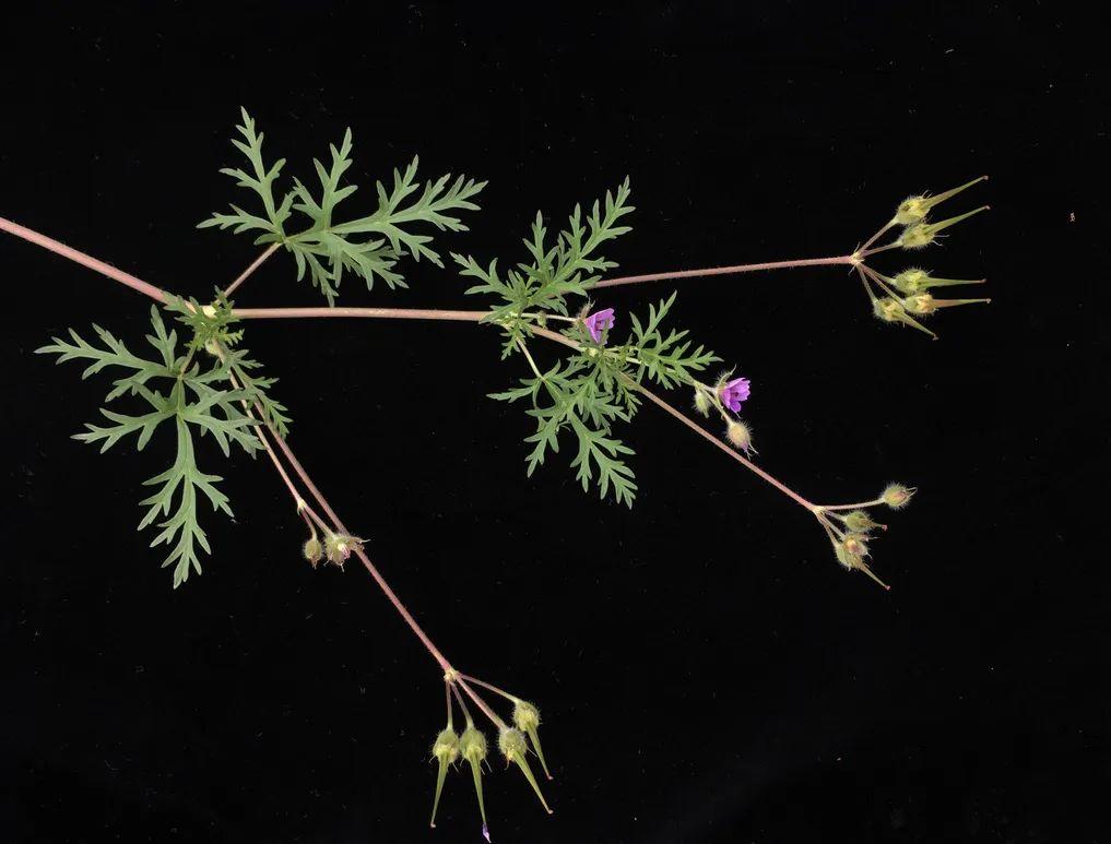 植物与人类的关系：植物仿生学 - 知乎