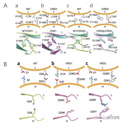双特异抗体错配防止策略--轻链设计 - 知乎