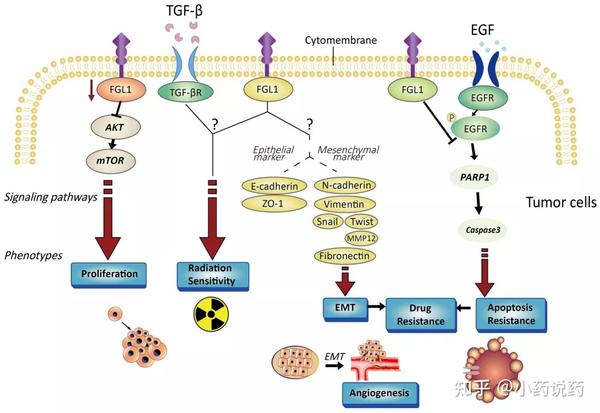FGL1：下一个免疫检查点靶点 - 知乎