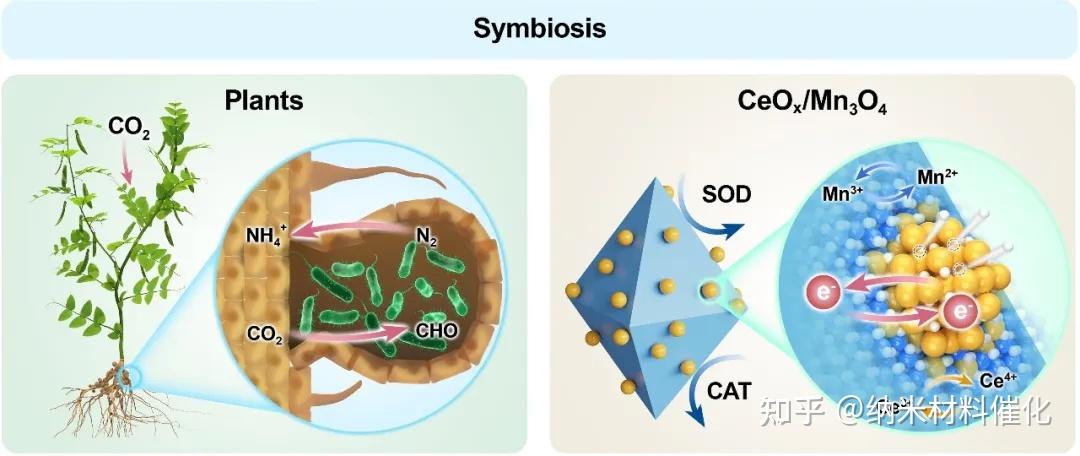 【Angew.Chem.Int.Ed.】Mn-Ce 共生：具有多个活性位点的纳米酶有助于基于电子转移和约束锚定的活性氧清除 - 知乎