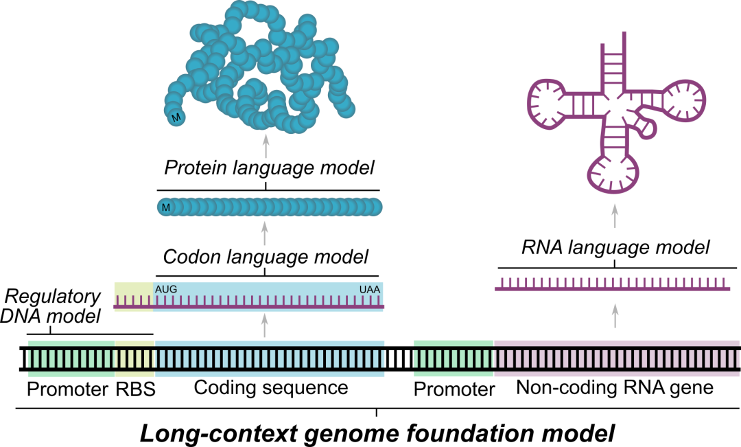 新物种、新 CRISPR 系统！Evo 大模型突破全基因组生成，创造生物大模型新标杆 - 知乎
