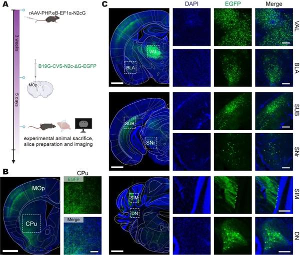 小布解读| 跨血脑屏障AAV辅助RV-ΔG实现全脑尺度特异性逆行标记和跨多级示踪 - 知乎