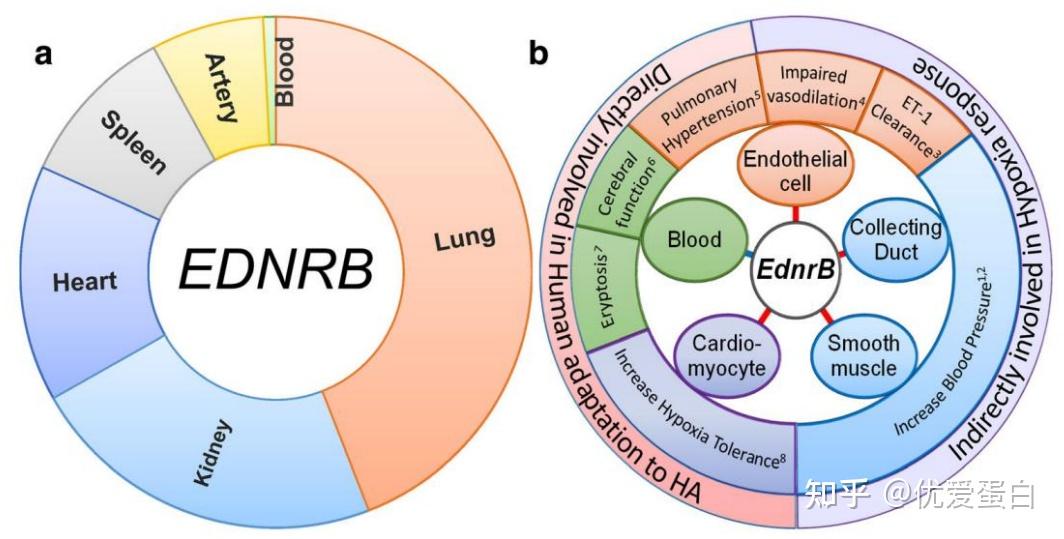 小角色，大作为—EDNRB七次跨膜蛋白 - 知乎
