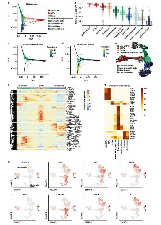 Nat Gen | 单细胞转录组学分析神经母细胞瘤的发育起源 - 知乎