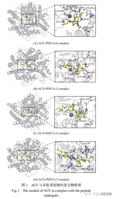 多肽类ACE抑制剂的设计合成及生物活性 - 知乎