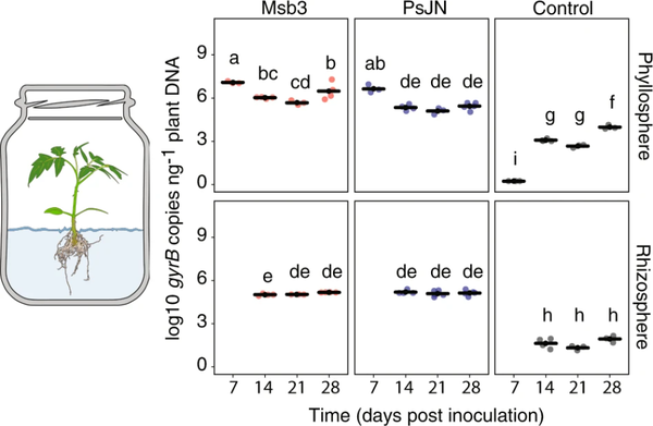 ISME | 研究揭示叶际共生微生物促进植物生长的机制！ - 知乎