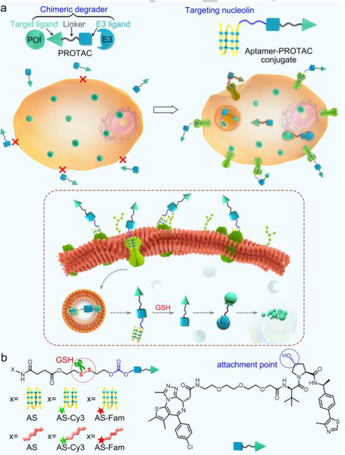 二代PROTACs：如何实现肿瘤特异性靶向 - 知乎
