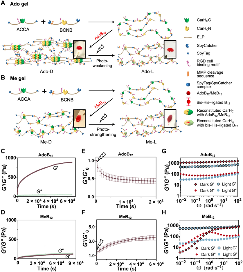《Science Advances》港科大孙飞：感光蛋白使光响应水凝胶具有可调力学性! - 知乎