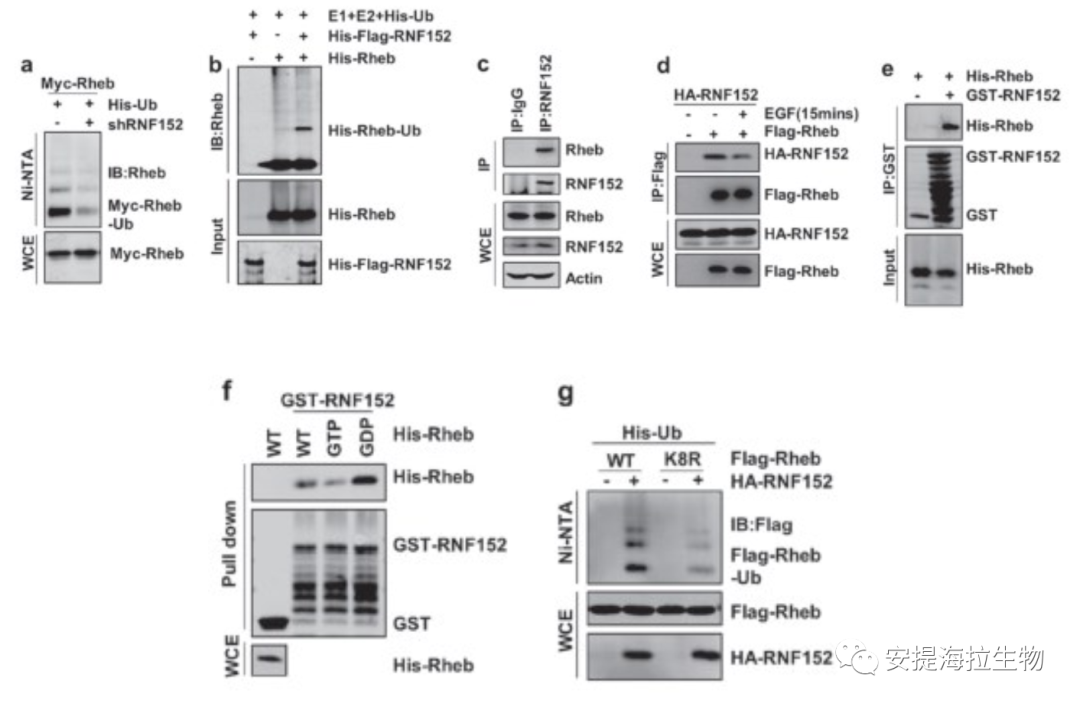 Rheb泛素化调控生长因子诱导的mTORC1激活 - 知乎