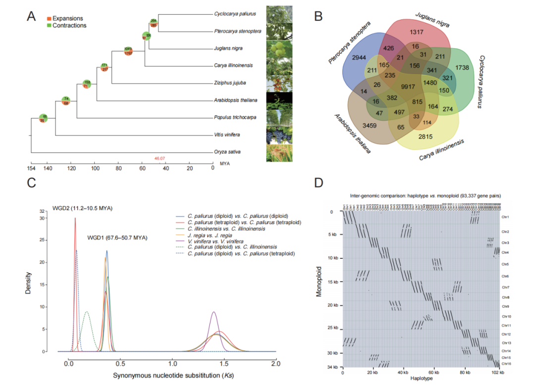 GPB | 南京林业大学/农业基因组所合作团队发现多倍化或是挽救孑遗植物青钱柳的重要驱动力 - 知乎