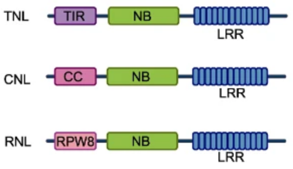 植物免疫系统的“御敌”机制 - 知乎